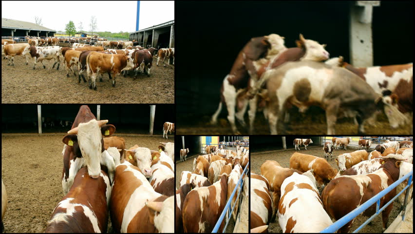 Mating Seasoncattle Bull Mount Cow Cow Farm Stock Footage Video