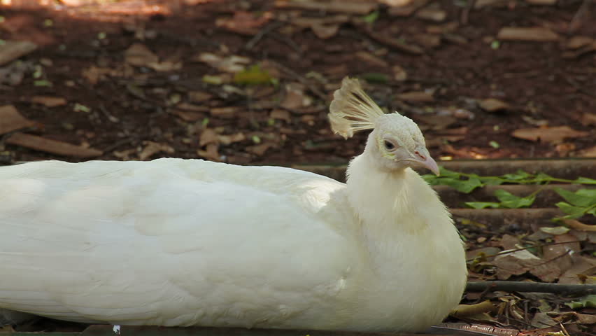 Indian White Peafowl Or Peacock Lay Down And Sleeping Stock Footage Video 8018194 Shutterstock