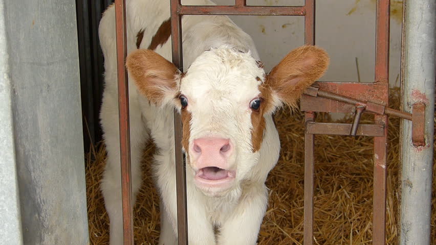 Calf Mooing Loudly In A Cowshed Stock Footage Video 8898082 - Shutterstock
