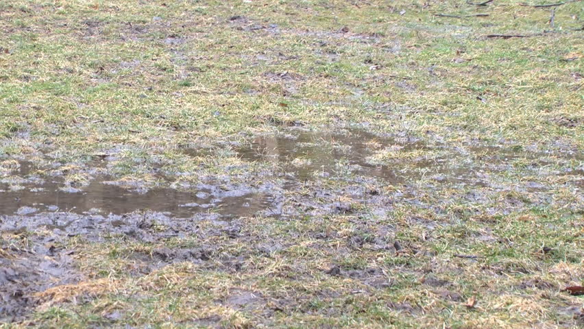 Medium Shot Of A Muddy Grass Field In Early Spring With Rain Striking The Puddles Stock