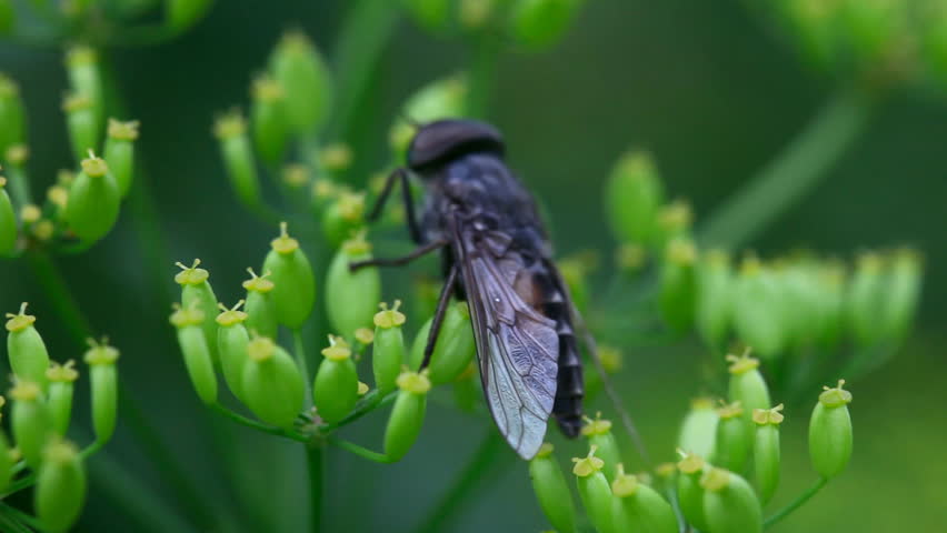 Larva Of A Rodent Bot Fly (Cuterebra Sp.). A Parasite Of Rodents ...