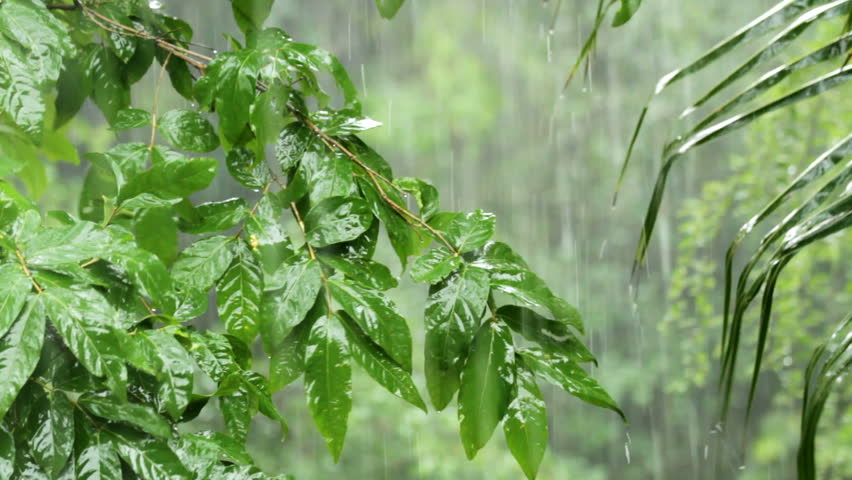 Heavy Rainfall In Rainforest