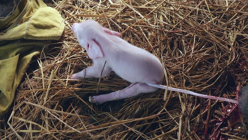 Baby Pigs, Piglets, Hogs, Farm Animals Stock Footage Video 7573792 ...