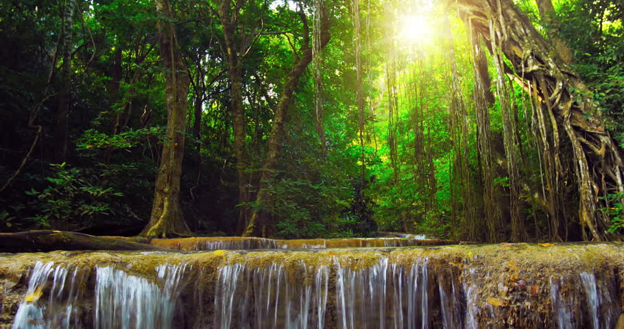 Sun Light Shines Through Rain Forest Canopy. Tracking Video Of Wild And ...