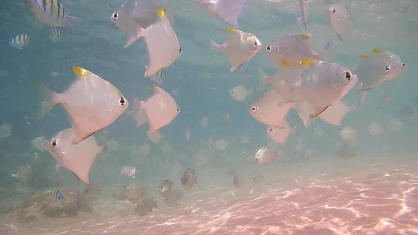 School Of Fish Silver Moony Or Silver Moonfish (Monodactylus Argenteus ...