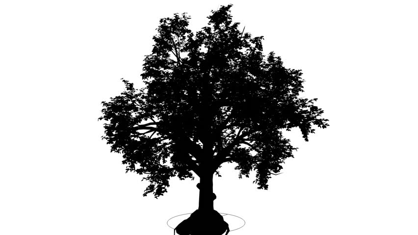 Growing Tree Silhouette - CGI Stock Footage Video 621112 - Shutterstock