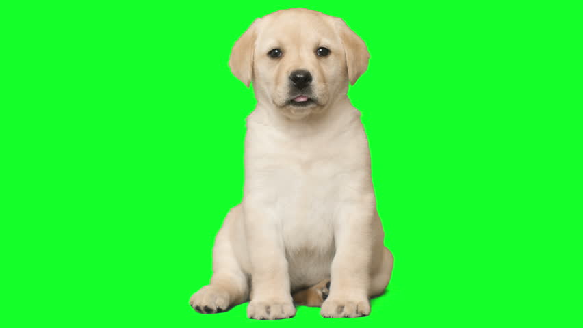 Dog On Green-Screen Stock Footage Video 4522022 - Shutterstock