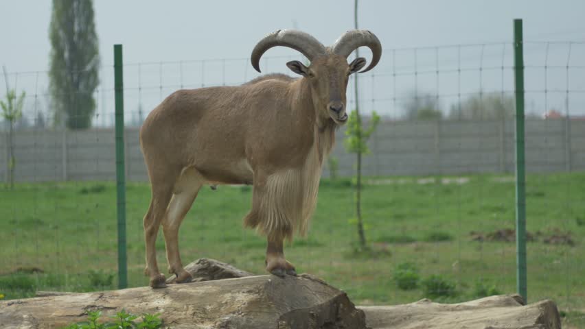 A Barbary Sheep Is Standing Tall. The Barbary Sheep Is A Species Of ...