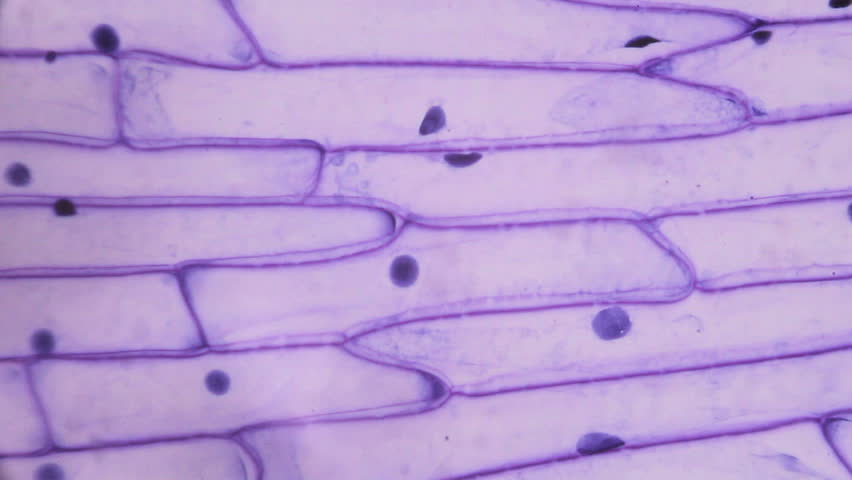 Onion Cells Under Microscope Stock Footage Video 4946132 - Shutterstock
