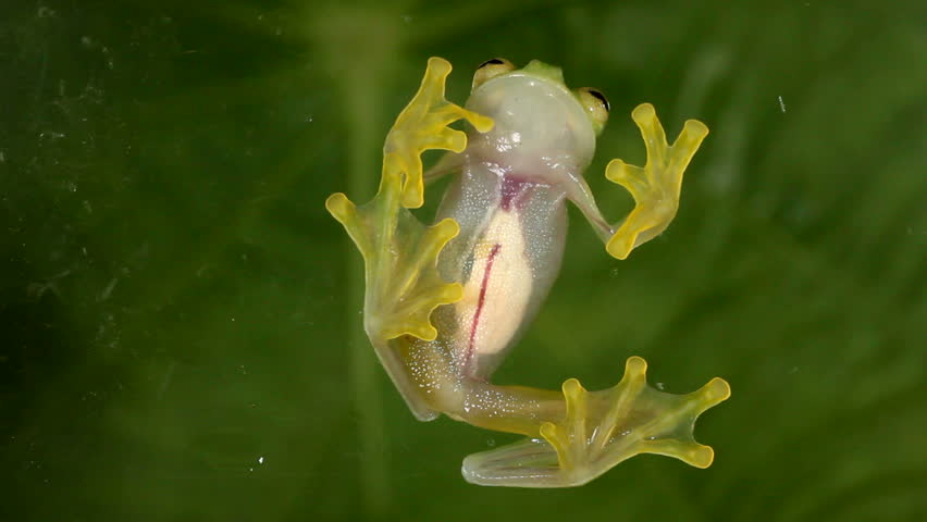 Glass Frog (Hyalinobatrachium Sp.). Underside Viewed Through Glass ...