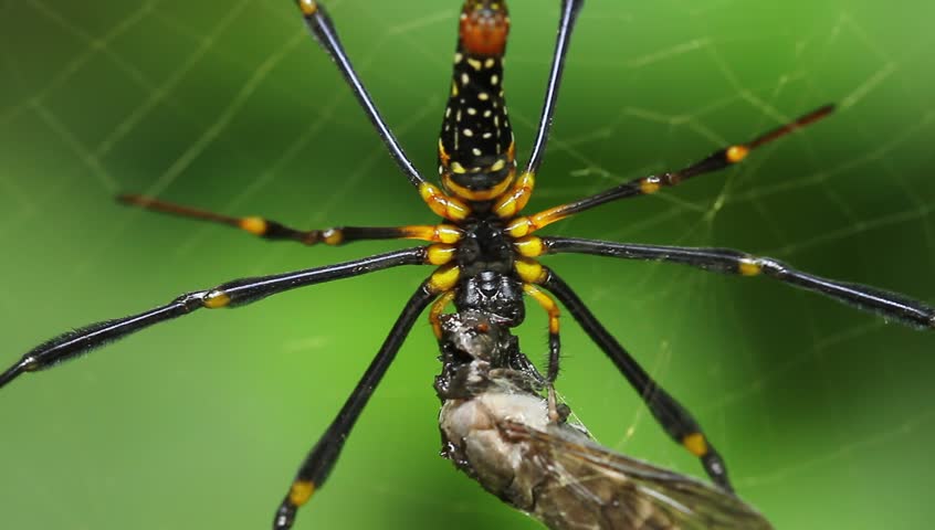 Spider Catching Prey Stock Footage Video - Shutterstock