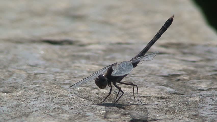Dragonflies Are Some Of The Fastest Insects In The World. Stock Footage ...