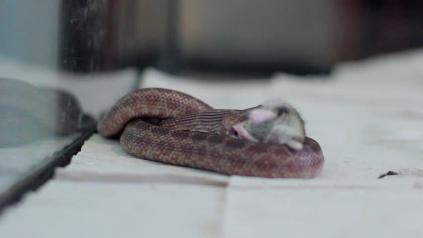 Snake Swallows Hamster Stock Footage Video 17475973 - Shutterstock
