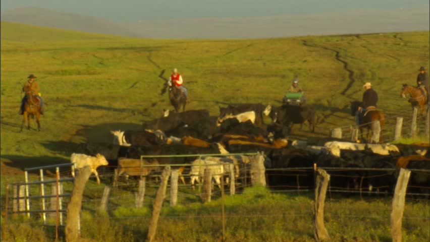 Cowboys Herding Cattle On Parker Ranch, Hawaii Stock Footage Video ...