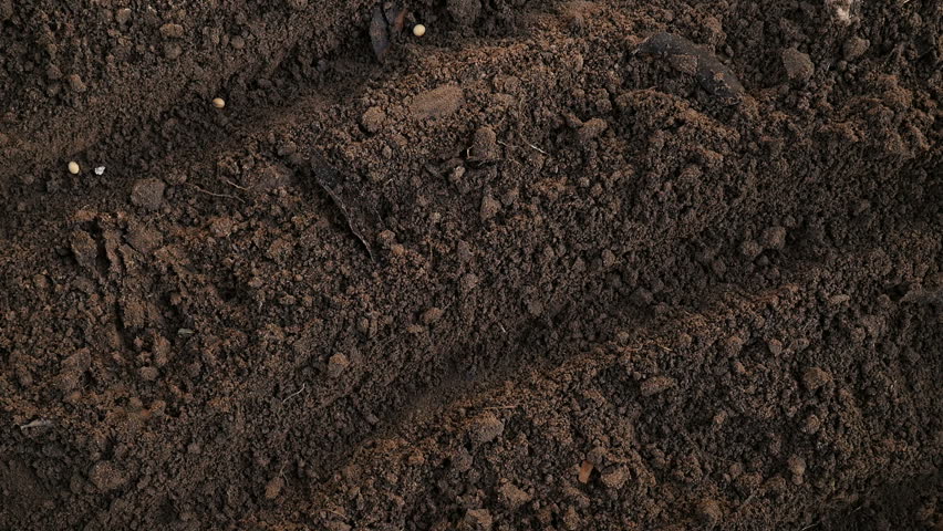 Sowing Seeds Background