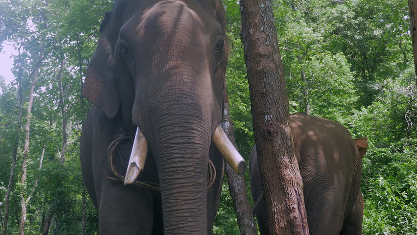 Elephant Stock Footage Video - Shutterstock