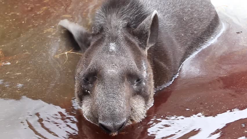 The Snout Of The Tapir In The Water Záběr Video 10878095 - Shutterstock
