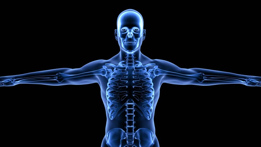 3D Human Body In Loop Rotation Stock Footage Video 1353268 - Shutterstock