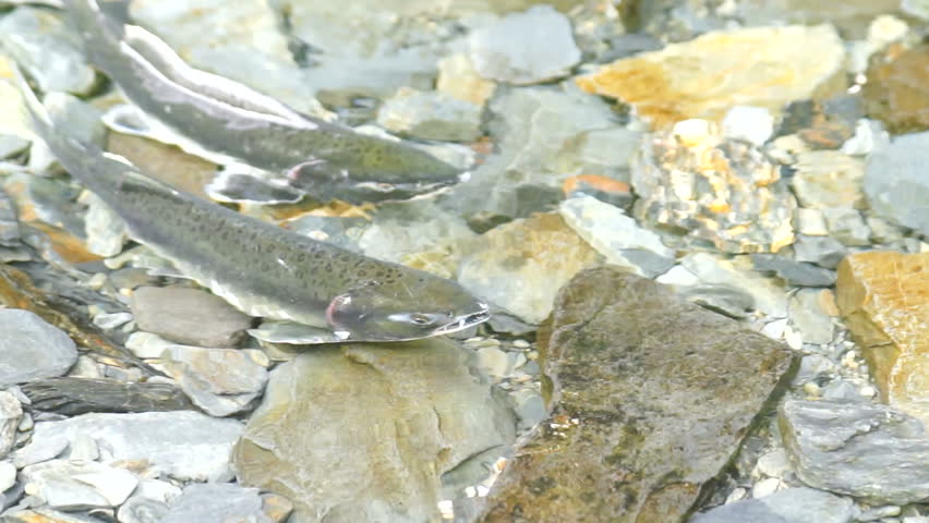 Spawning Fish Wild Salmon Swim Stream River Mating Swimming Stock ...