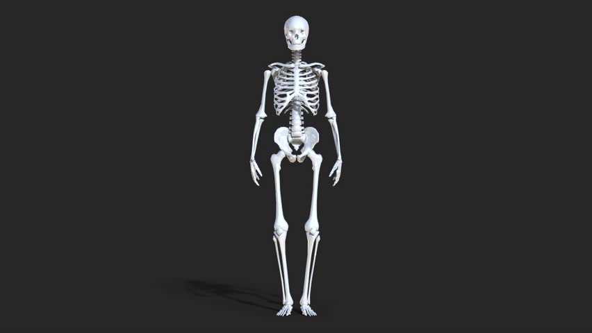 Human Skeleton Rotate 360 Clockwise. Stock Footage Video 5308583 ...