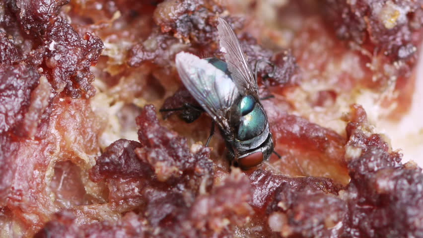 Blow Fly On Rotten Meat HD. Shot With Macro Lens. Stock Footage Video ...