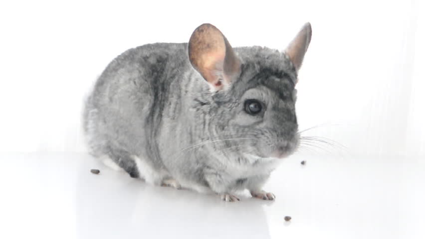 Grey Chinchilla. Stock Footage Video 2762972 - Shutterstock