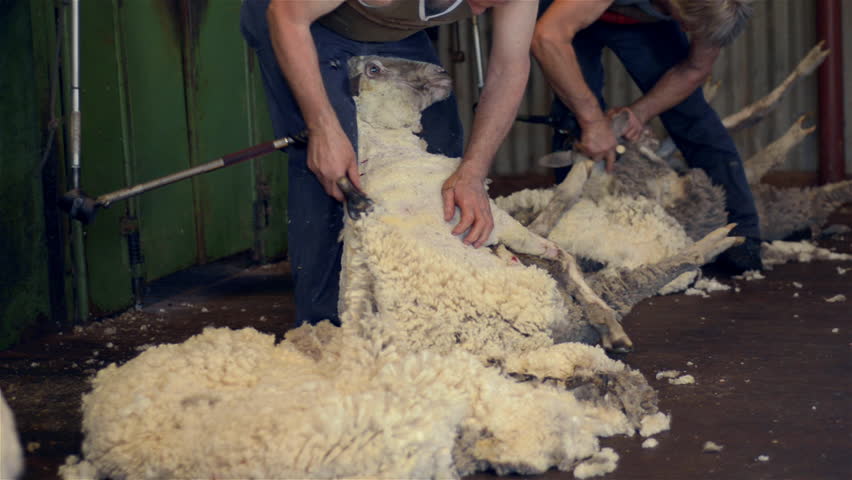 WOODANILLING, AUSTRALIA - NOV 21: Close-up Of A Shearer Shearing The ...