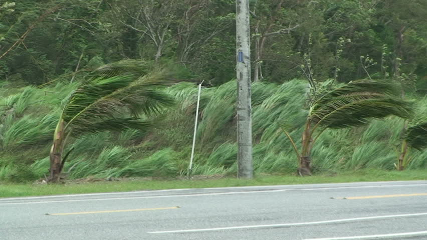 Trees Thrash In Hurricane Winds - Full HD 1920x1080 30p Shot On Sony ...