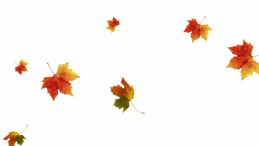 Falling Leaves On White Background Stock Footage Video 3552230 ...