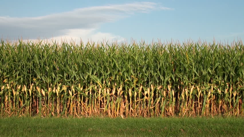 Field Of Corn On A Farm In The Midwest United States Stock Footage ...