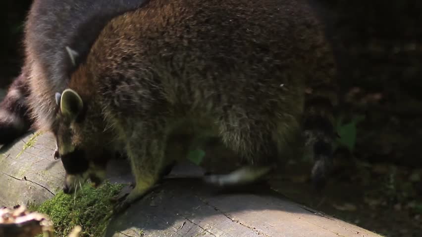 Playing And Fighting Raccoon Stock Footage Video 10830128 - Shutterstock