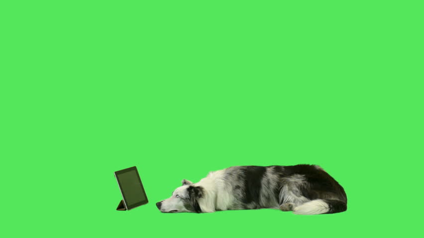 Green Screen Background Stock Footage Video - Shutterstock