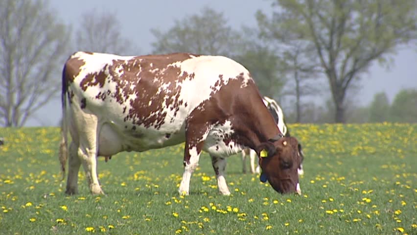 Grazing Red Holstein Dairy Cow, Springtime. Holstein-Friesian Is A ...