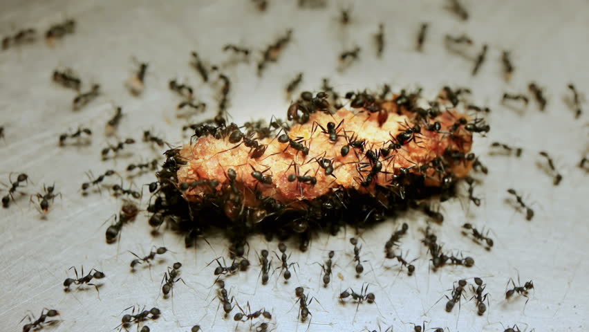 Ants Feeding Frenzy Stock Footage Video 1817033 - Shutterstock