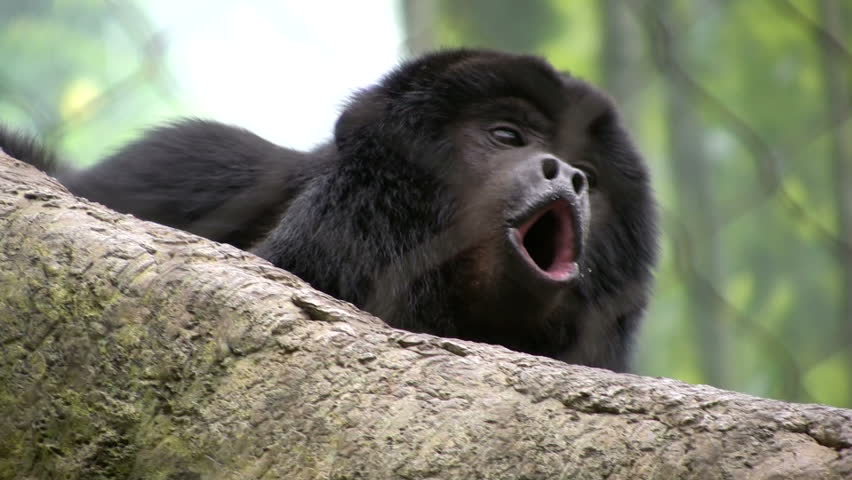 Adult Male Howler Monkey Howling And Protecting His Territory Stock ...