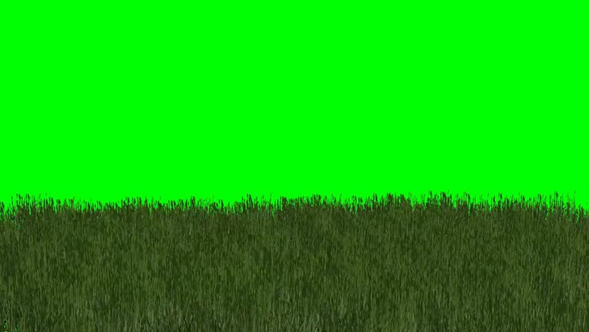 Grass With Flowers In The Wind - Green Screen Stock Footage Video ...