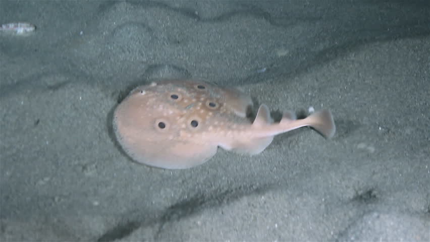 Torpedo Fish Concealment Technique. Shot In The Wild, Nighttime. Stock ...