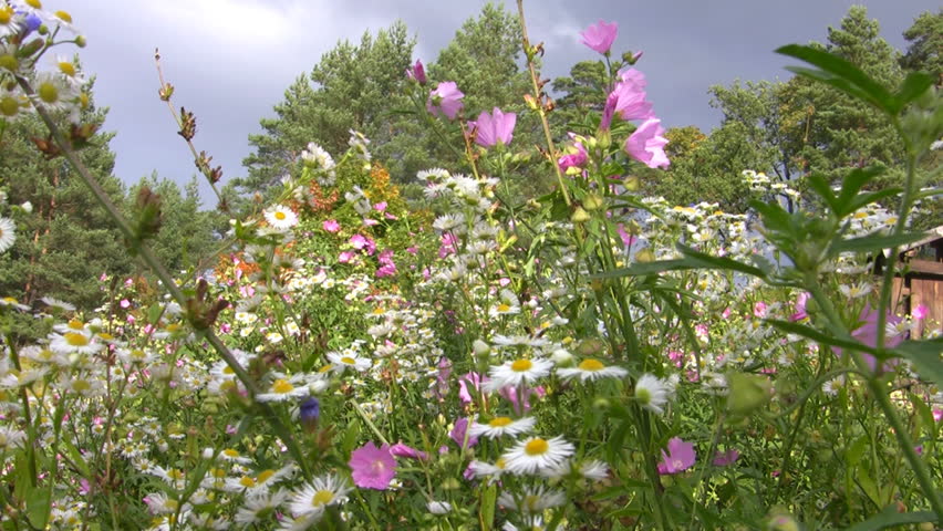 Flowers Sway In The Wind Stock Footage Video 616870 - Shutterstock