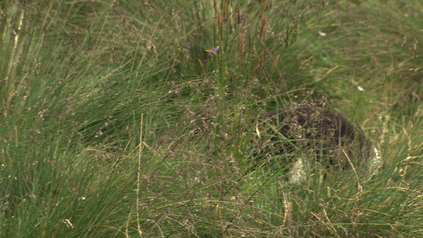 Tasmanian Devil Running Through Grass Stock Footage Video 6257435 ...