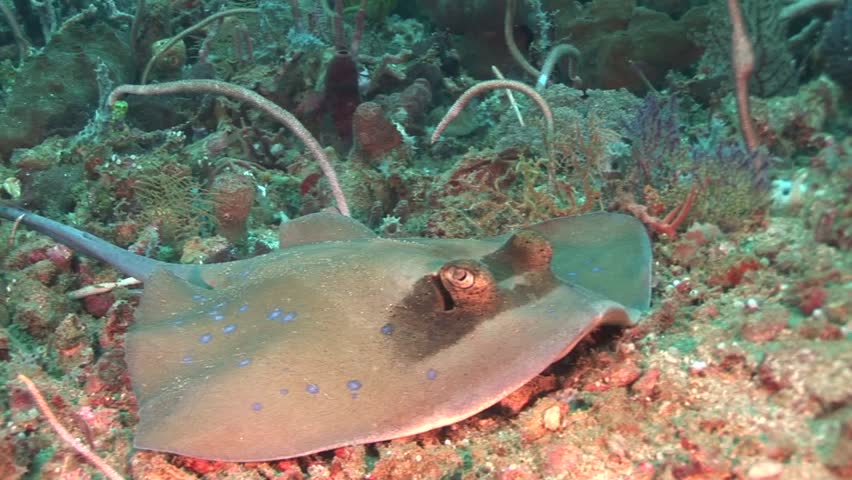 Blue Spotted Stingray (Neotrygon Kuhlii) On A Tropical Coral Reef Stock ...