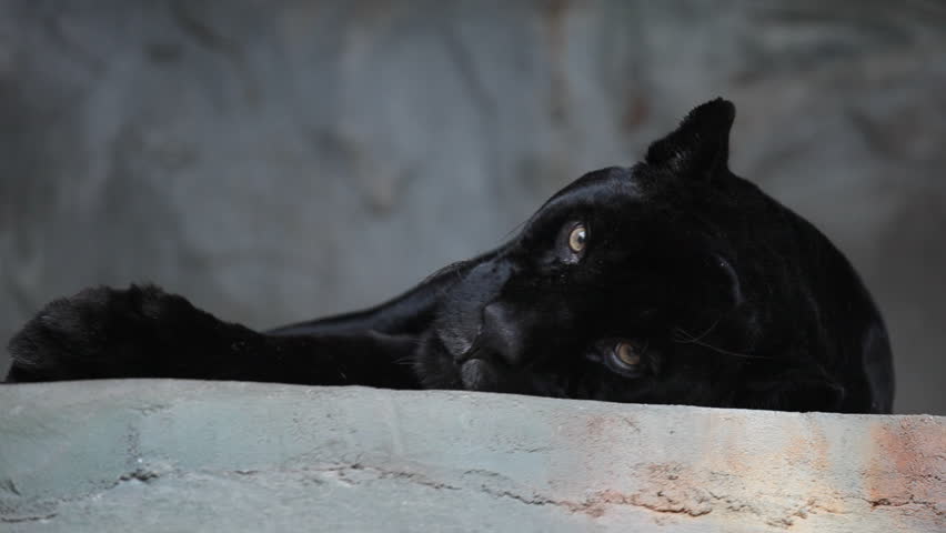 HD Footage Of A Black Panther Resting After A Heavy Meal Stock Footage ...