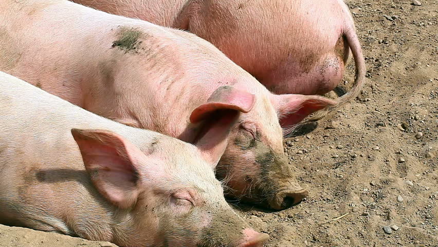 Happy Pigs Sleeping In Straw Stock Footage Video 622273 - Shutterstock