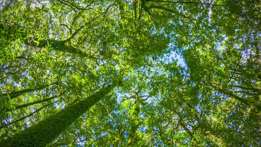 Video 1080p - Tropical Rainforest. Tops Of The Trees. Looking Up To The ...
