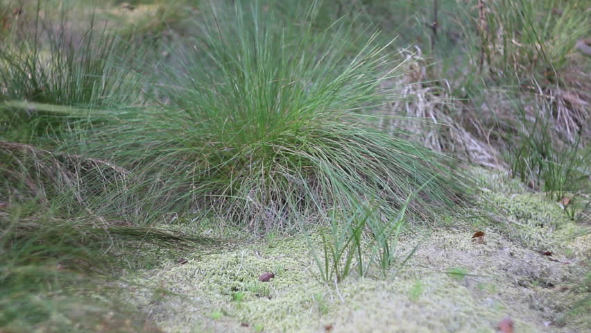 Dry Swamp In The Temparate Climate Stock Footage Video 7383643 ...