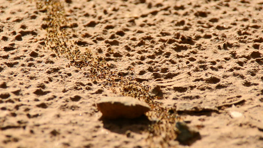 Giant Ant Colony On The March Stock Footage Video 7467538 - Shutterstock