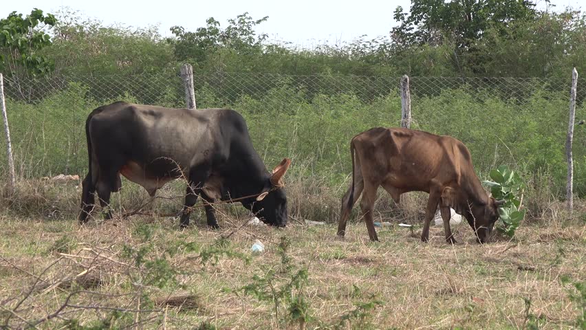 Skinny Cuban Cattle Grazing In Sancti Spiritus Fields. Lean Cows In ...