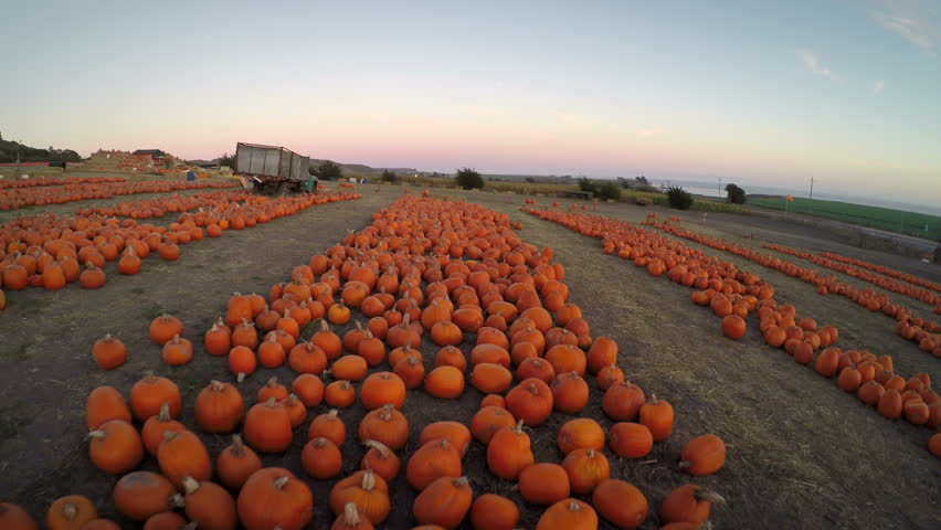 4K Aerial: Pumpkin Patch During Vibrant Sunset Stock Footage Video ...