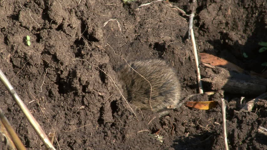 Deer Mouse Diets - divineinter