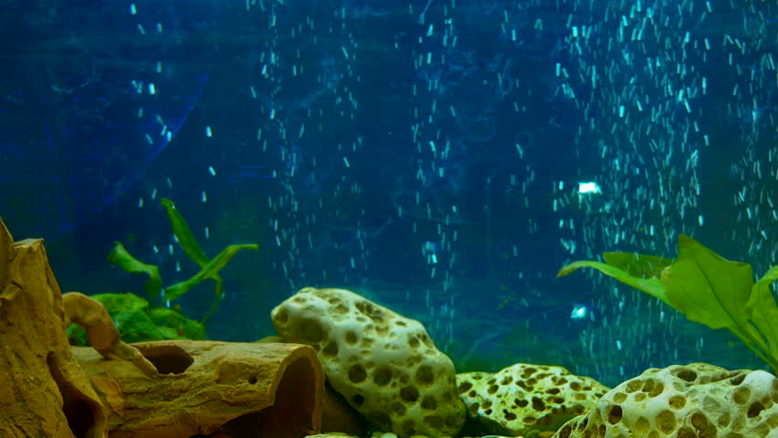 Aquarium Without Fish Stock Footage Video 7818280 - Shutterstock
