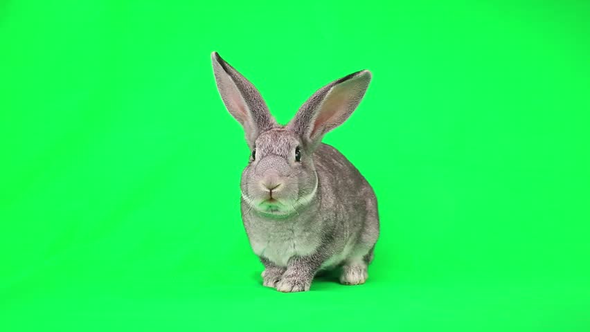 Rabbit On Green Screen Stock Footage Video 7835551 - Shutterstock